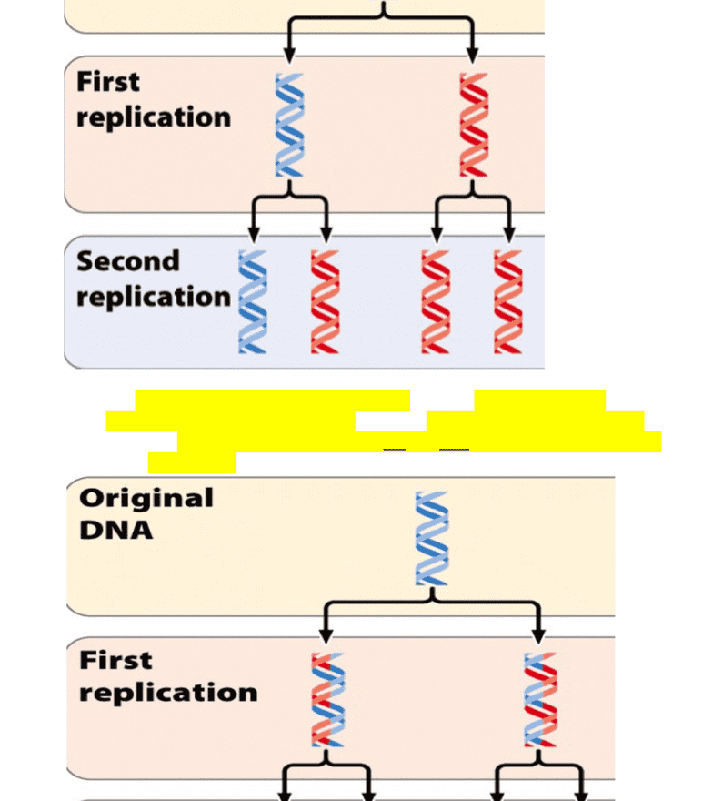 01:447:380 Lecture 9: DNA Replication - OneClass