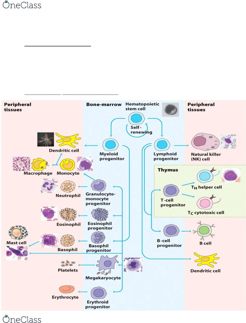 MICR 3230 Lecture Notes - Fall 2017, Lecture 2 - Hematopoietic Stem ...