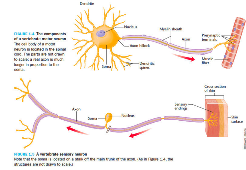PSYCH261 Chapter 1.1: - OneClass
