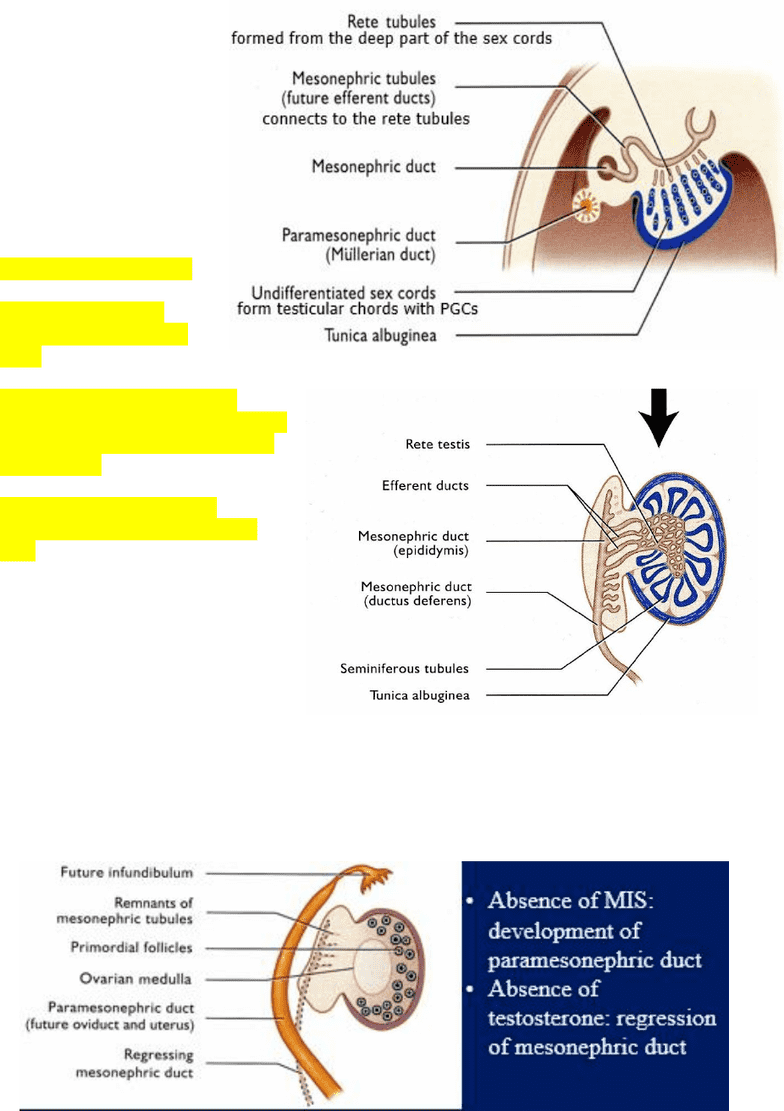 Gonads Definition Function Video Lesson Transcript