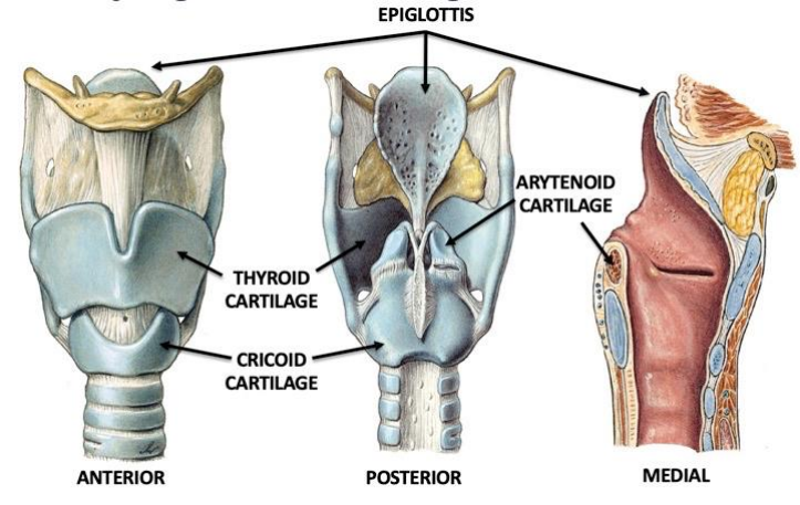 Thyroid Cartilage