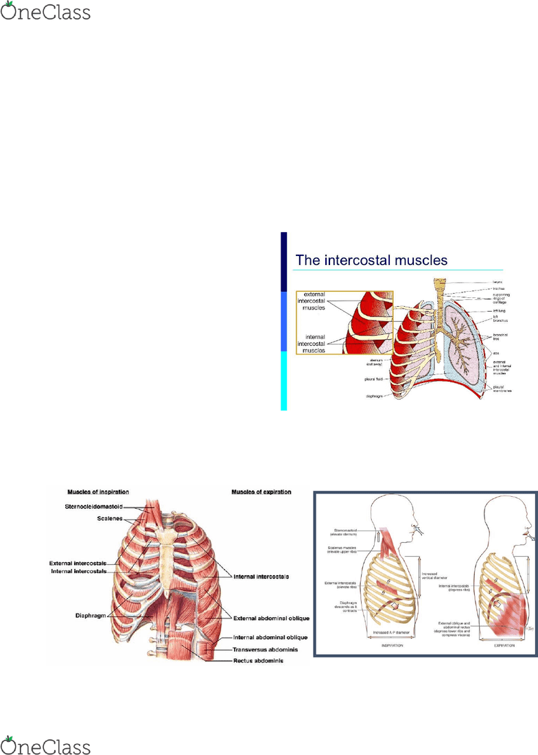 NSG 2317 Lecture Notes - Fall 2017, Lecture 19 - Suprasternal Notch ...