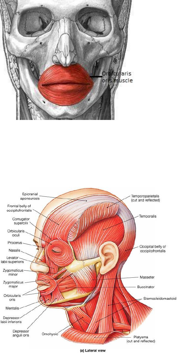 CAM202 Lecture Notes - Spring 2018, Lecture 1 - Palatoglossal Arch ...