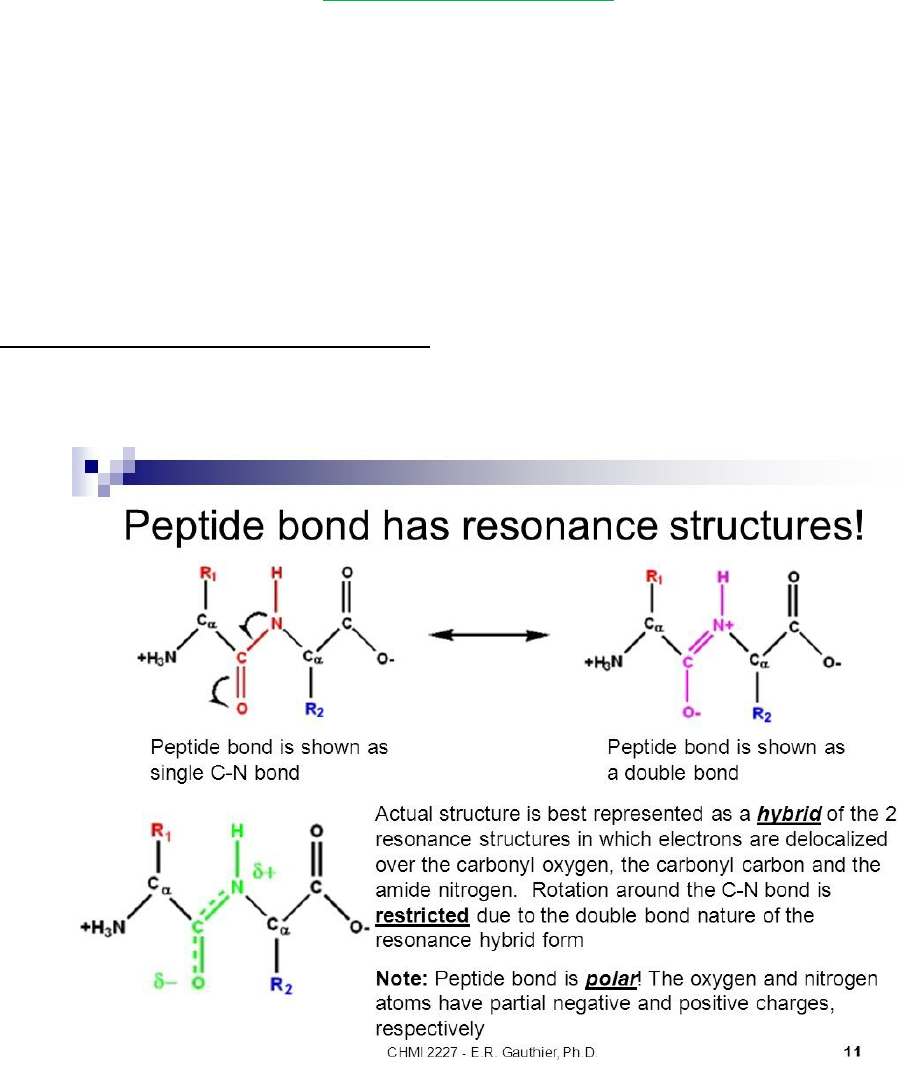 CHE 350 Lecture Notes - Spring 2018, Lecture 2 - Protein Structure ...