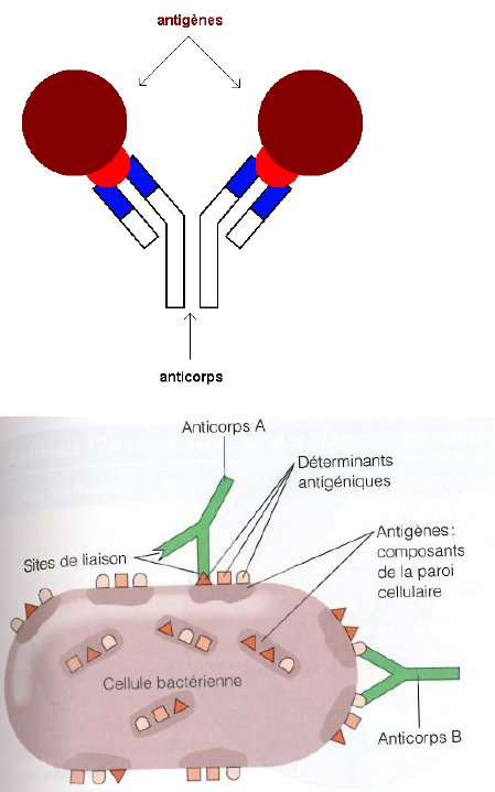 HSS 1500 Lecture Notes - Winter 2015, Lecture 1 - B Cell, T Cell ...