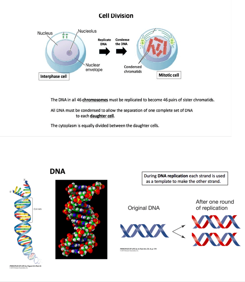 BIO 110 Lecture Notes - Fall 2017, Lecture 4 - Electron Microscope ...