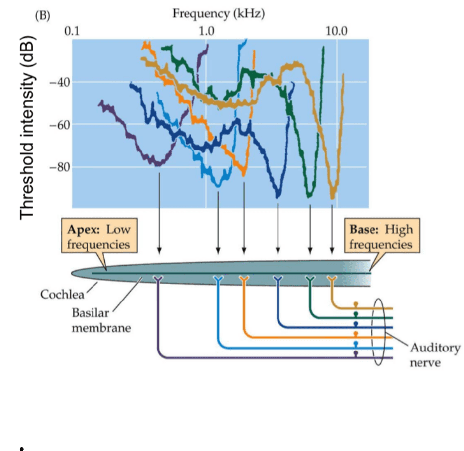 BIPN 142 Lecture Notes - Spring 2018, Lecture 10 - Auditory Cortex ...