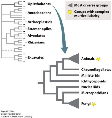 BIOL 1020U Lecture Notes - Winter 2017, Lecture 27 - Lynn Margulis ...