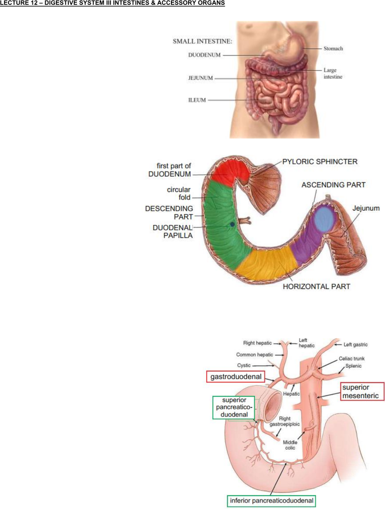 Health Sciences 3300A/B Lecture Notes - Fall 2018, Lecture 12 - Pylorus ...