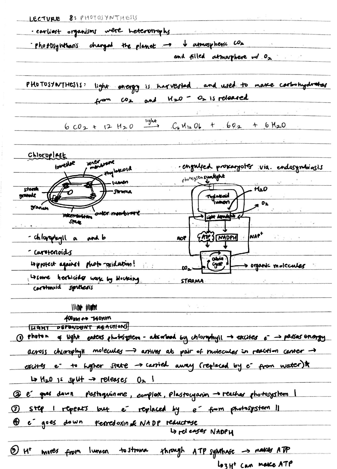BIOL10004 Lecture 8: Lecture 8: Photosynthesis - OneClass