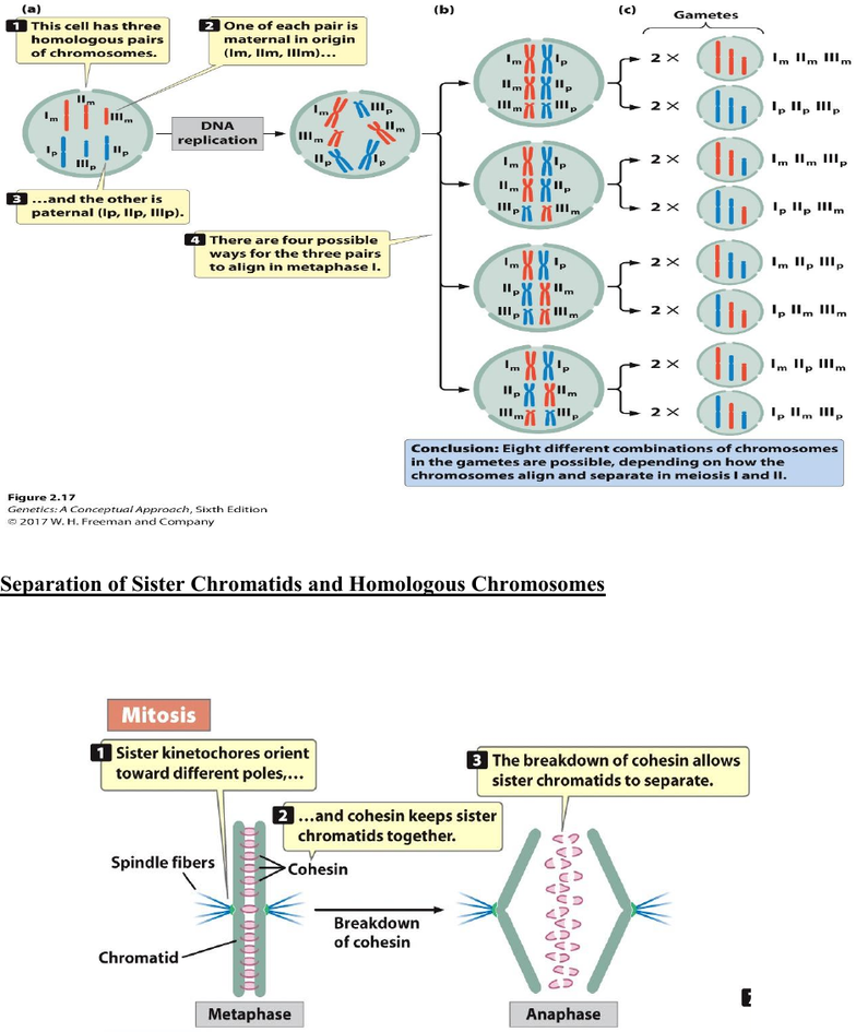 BIOL 265 Lecture 3: Chromosomes and Cellular Reproduction (Part 3 ... BIOL 265 Lecture 3: Chromosomes and Cellular Reproduction (Part 3 ...