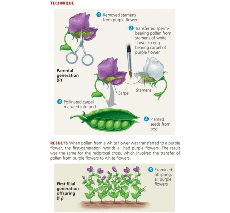 BIOL 1103 Lecture Notes - Fall 2018, Lecture 2 - Pea, Scientific Method ...