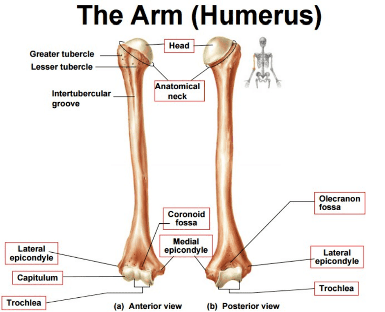 Humerus