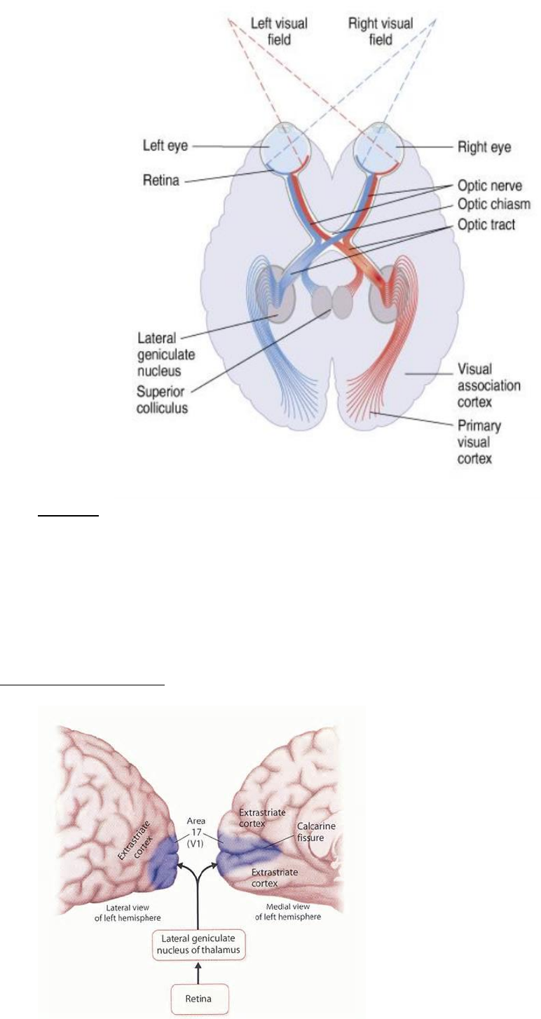 PSYC1011 Lecture Notes - Spring 2017, Lecture 21 - Retinotopy, Simple ...