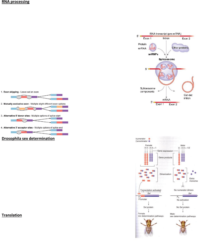 Biol10003 Lecture Notes Spring 2018 Lecture 30 Small Nuclear Rna Rna Splicing Alternative