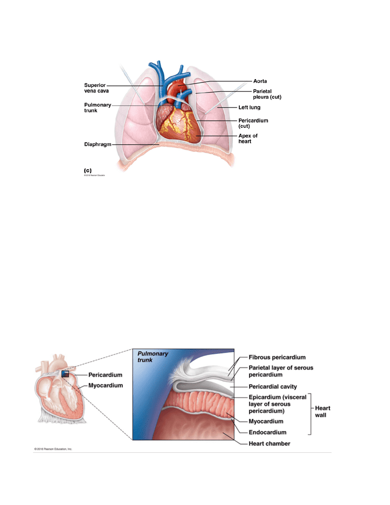 ANP 1105 Lecture Notes - Fall 2018, Lecture 5 - Intercostal Space ...