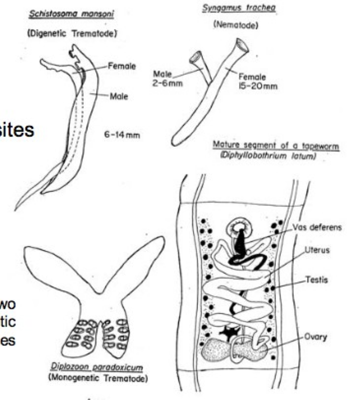 BIOL2712 Study Guide - Fall 2018, Final - Trematoda, Cutaneous Larva ...