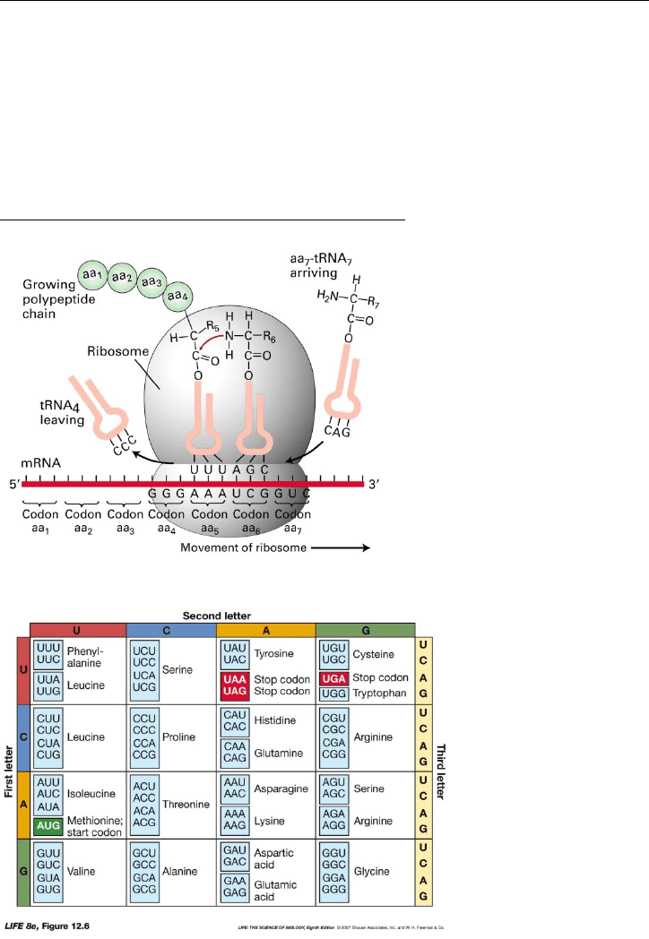 BIOL 200 Lecture Notes - Fall 2014, Lecture 25 - Stop Codon, Start ...