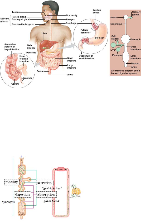 Pancreatic And Salivary Glands The Gastrointestinal