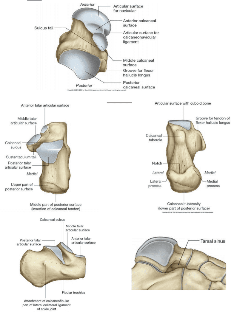 Calcaneus