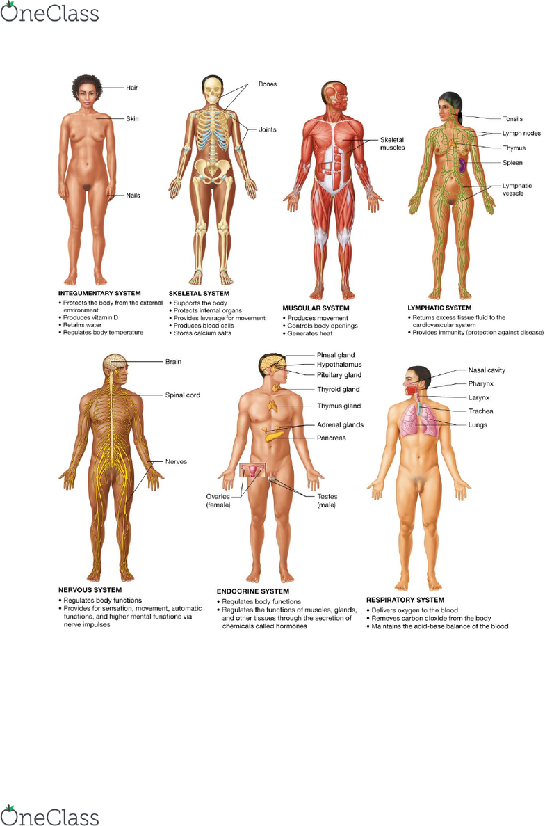 BIOL 213 Study Guide - Spring 2019, Comprehensive Final Exam Notes ... BIOL 213 Study Guide - Spring 2019, Comprehensive Final Exam Notes ...
