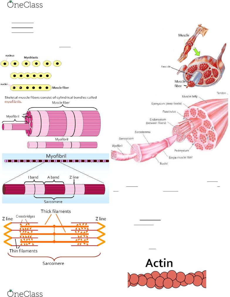 PHGY 209 Study Guide - Fall 2015, Final - Skeletal Muscle, Myocyte ...