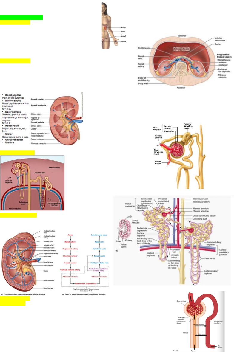 PATH1001 Lecture 13: Renal Pathophysiology - OneClass
