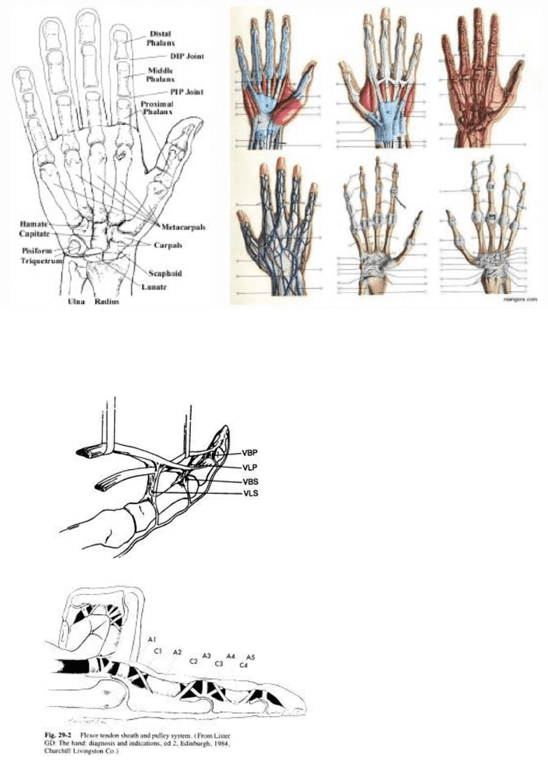 PHTY207 Lecture Notes - Spring 2018, Lecture 21 - Tendon Sheath ...