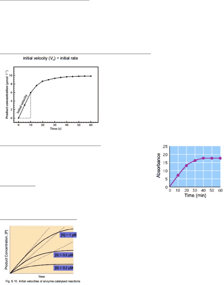 BIOL213 Lecture Notes - Fall 2017, Lecture 12 - Enzyme Kinetics, Enzyme ...