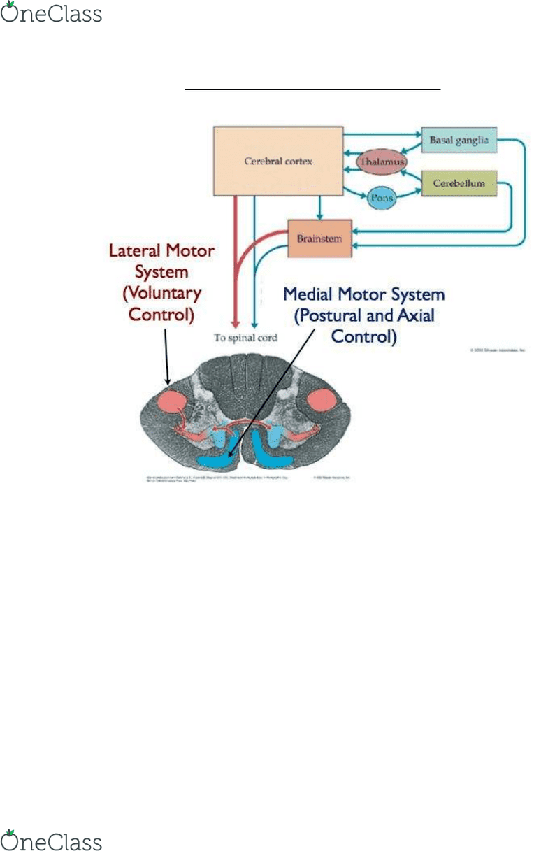 NSCI 324 Lecture Notes - Winter 2017, Lecture 6 - Reticular Formation ...