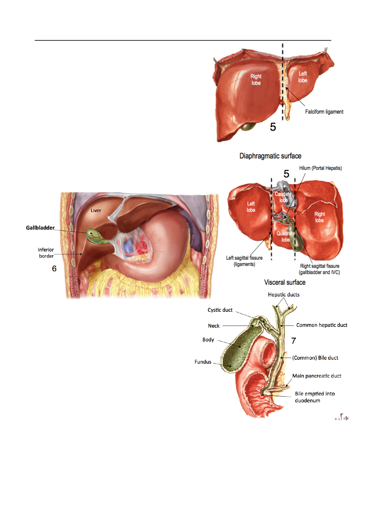 ANAT20006 Lecture Notes - Winter 2017, Lecture 30 - Cystic Duct, Portal ...