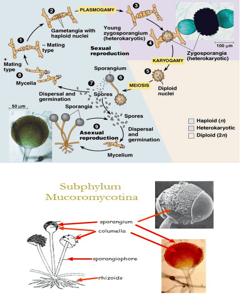 BIOL 2P96 Study Guide - Winter 2015, Midterm - Mucoromycotina ...