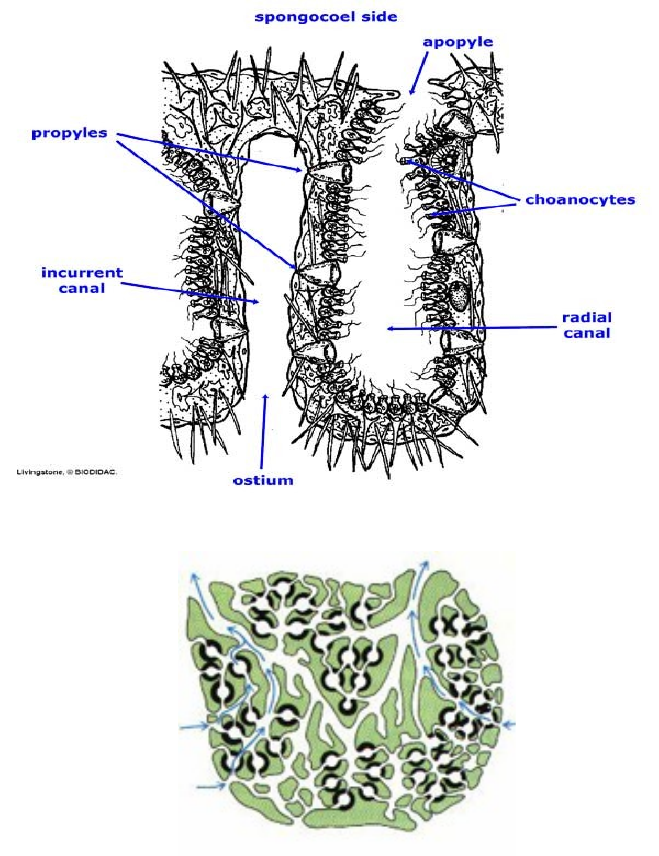 BIO 2135 Study Guide - Winter 2013, Final - Pinacoderm, Choanocyte ...