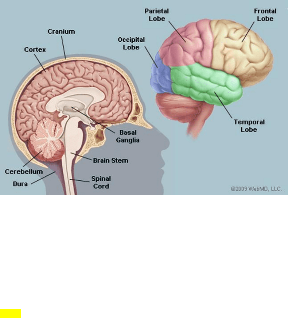 PSYA01H3 Lecture Notes - Summer 2018, Lecture 8 - Visual Cortex ...