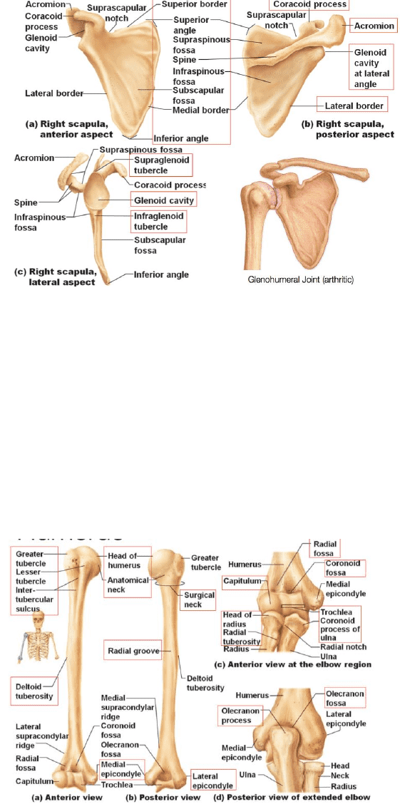Kinesiology 2222A/B Lecture Notes - Fall 2017, Lecture 4 - Shoulder ...
