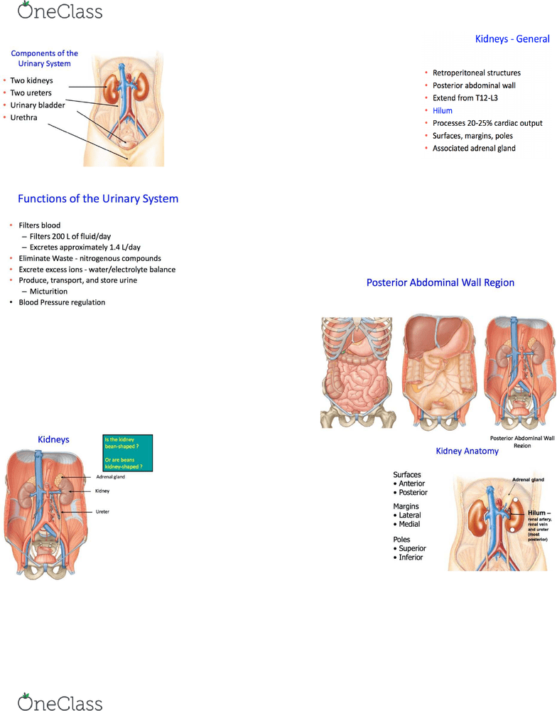 Anatomy and Cell Biology 3319 Lecture Notes - Fall 2016, Lecture 14 ...