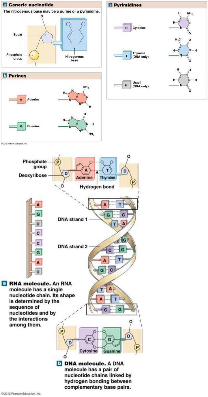 BIOL125 Lecture Notes - Summer 2017, Lecture 7 - Down Syndrome, Egg ...