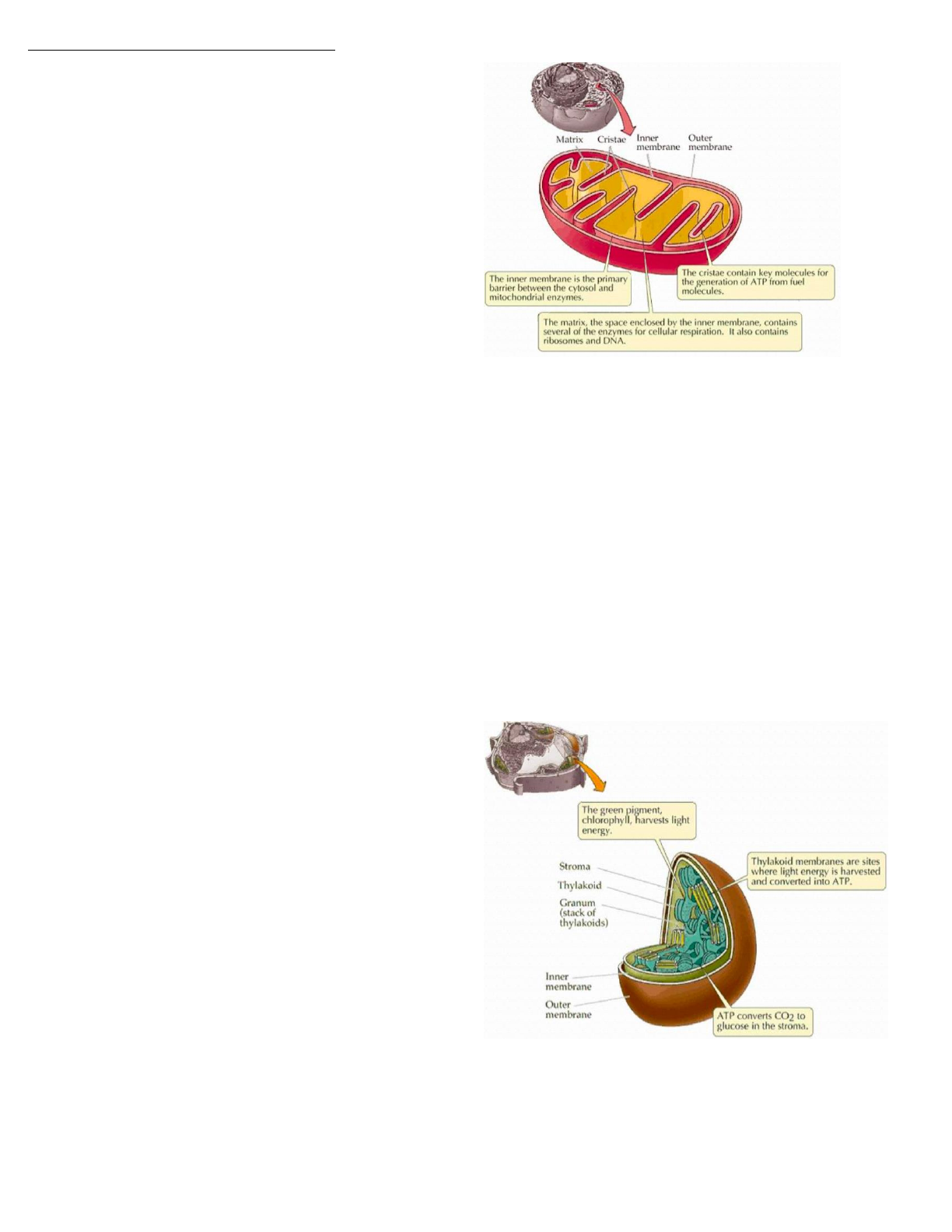 BIOL10002 Lecture Notes - Fall 2018, Lecture 7 - Smallest-Circle ...