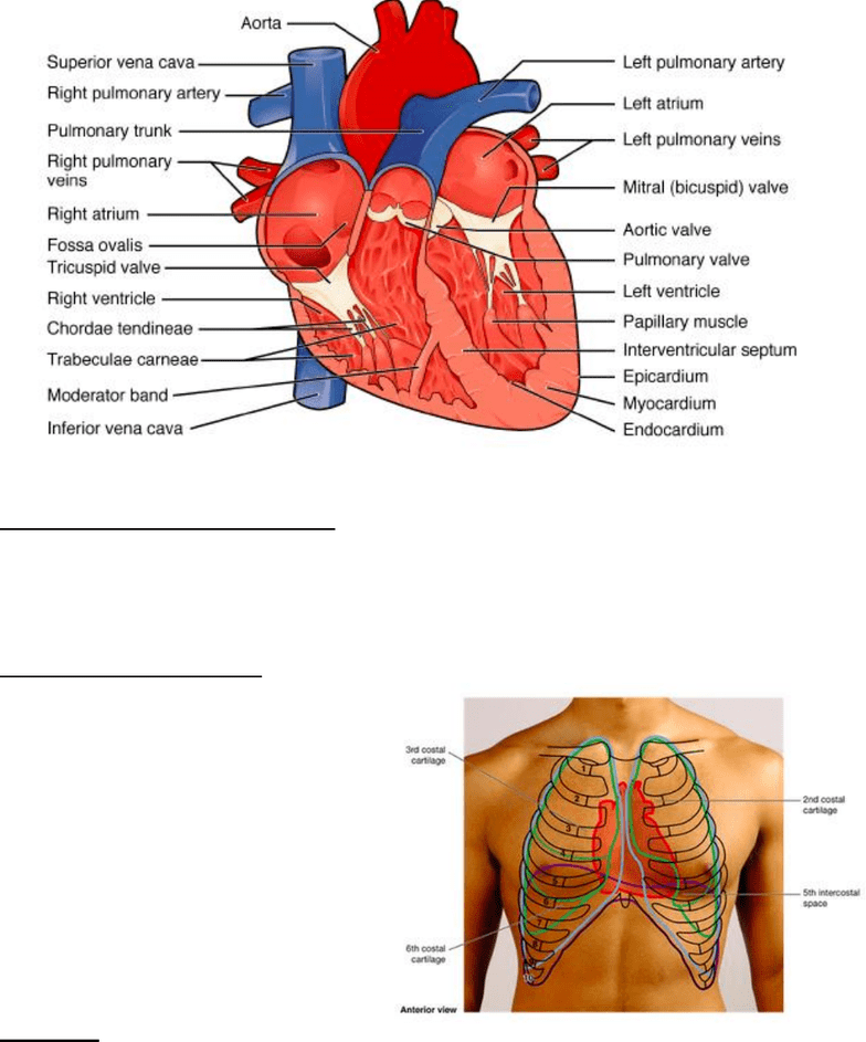 Base Of The Heart Location Intercostal Space Slidesharedocs Base Of The Heart Location Intercostal Space Slidesharedocs