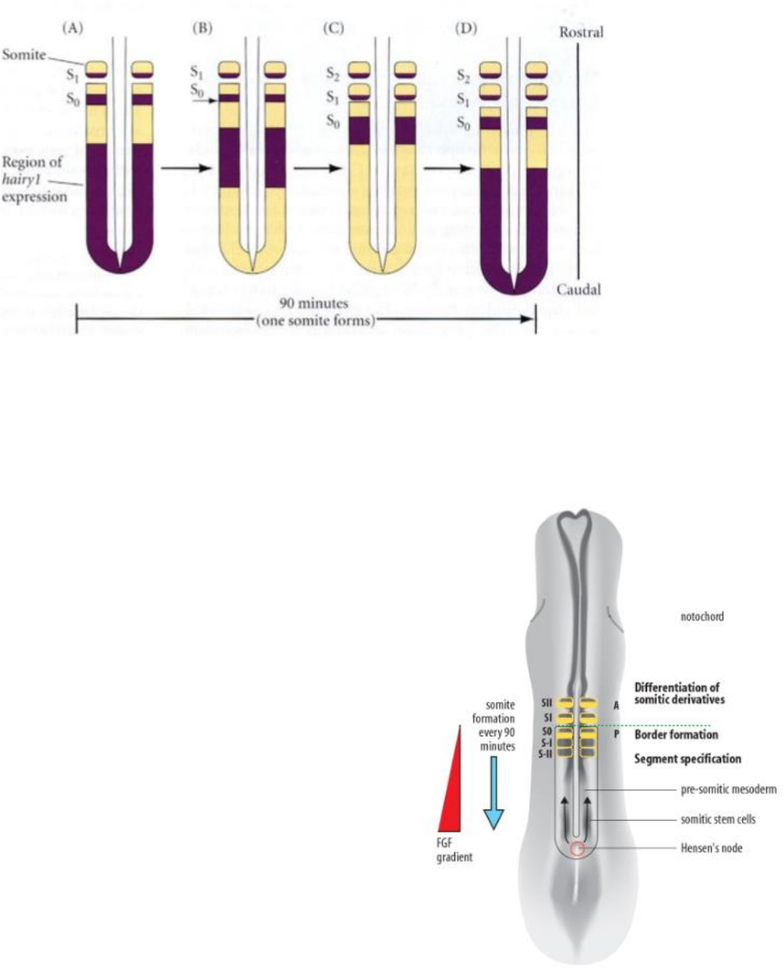 Biochemistry 3381A Study Guide - Fall 2019, Quiz - Somitogenesis ...