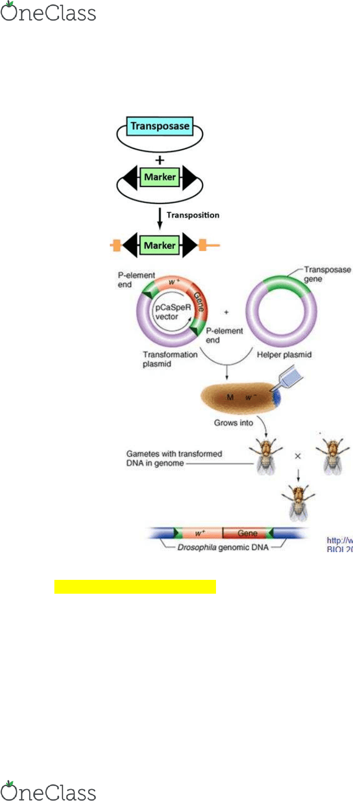 LIFESCI 2A03 Lecture Notes - Fall 2017, Lecture 6 - Cancer Stem Cell ...