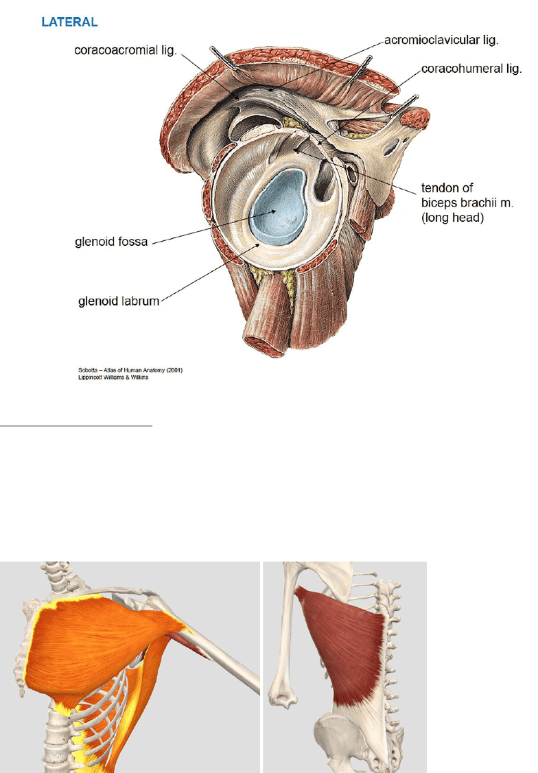 BIOM20002 Lecture Notes - Spring 2018, Lecture 24 - Conoid Ligament ...