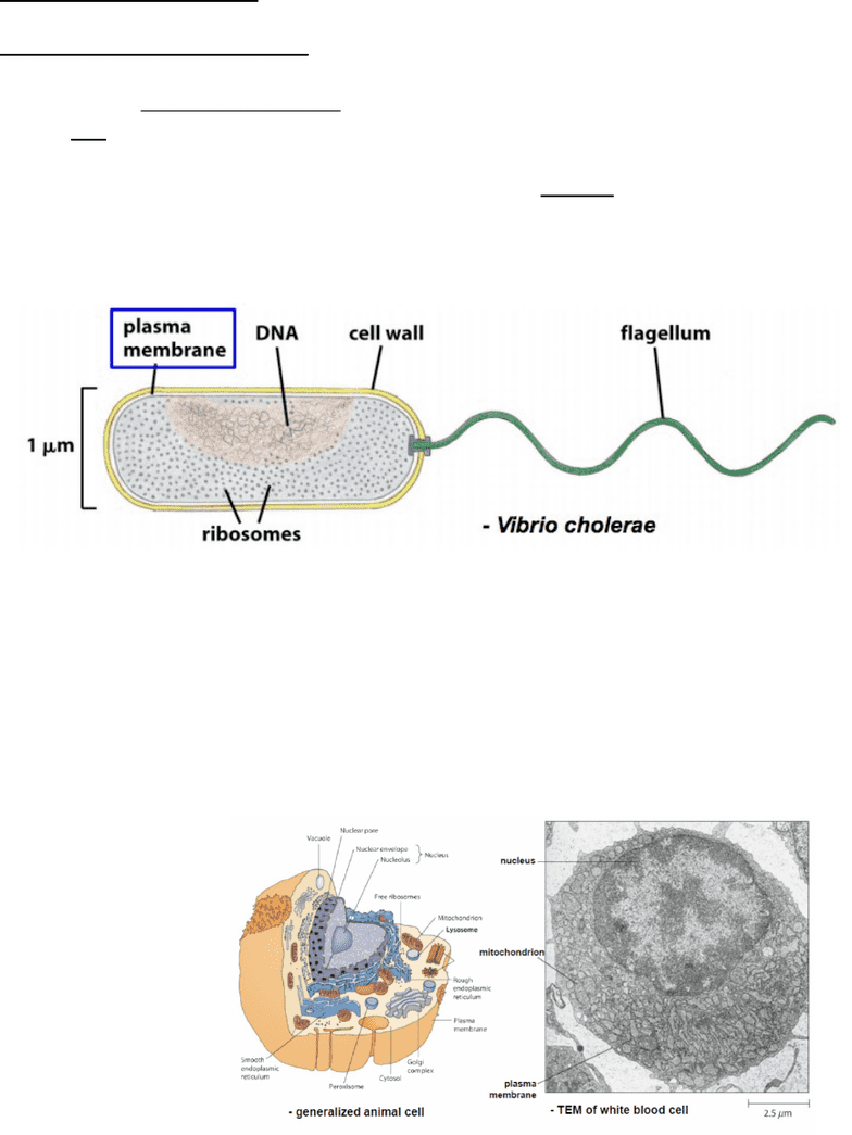 BIOL 2021 Lecture 2: Chapter 10 – Membrane Structure.docx - OneClass