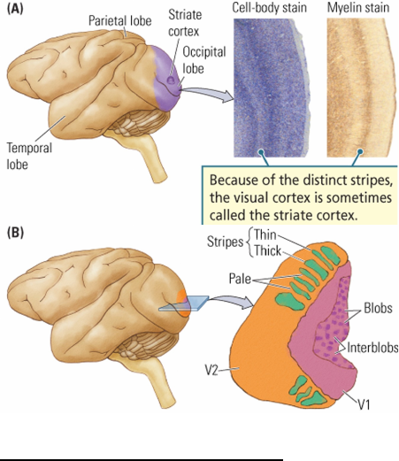 PSYCH 2NF3 Lecture Notes - Winter 2014, - Blindsight, Prosopagnosia