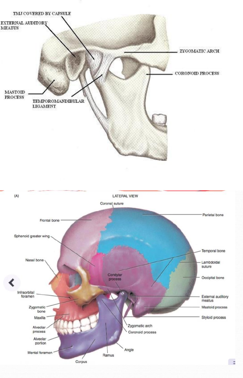 SLHS 3116 Study Guide - Fall 2019, Midterm - Condyloid Process ...