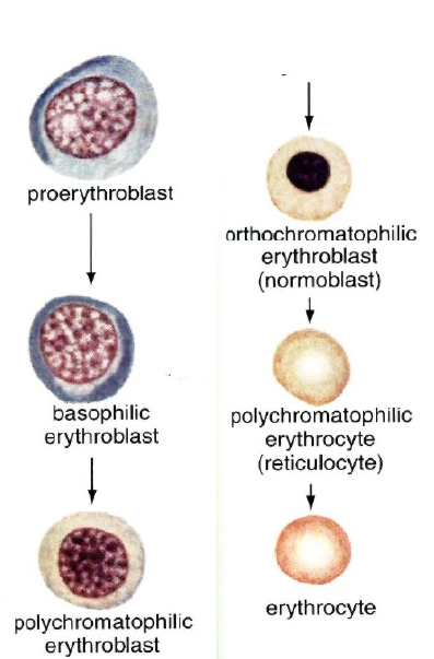 Anatomy and Cell Biology 3309 Lecture Notes - Fall 2013, Lecture 20 ...