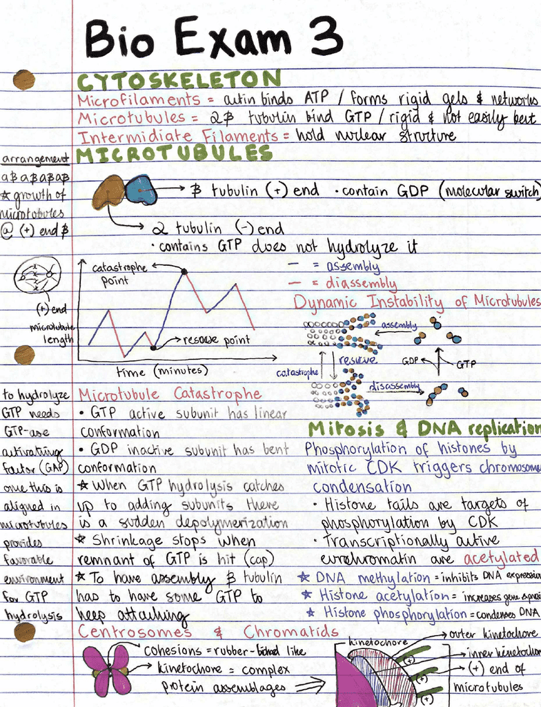 BIO 112 Study Guide - Fall 2016, Midterm - Cello, Telophase, Microtubule