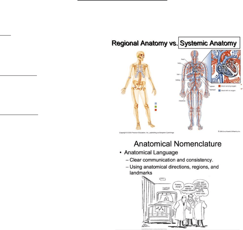 Gross Anatomy Final Exam
