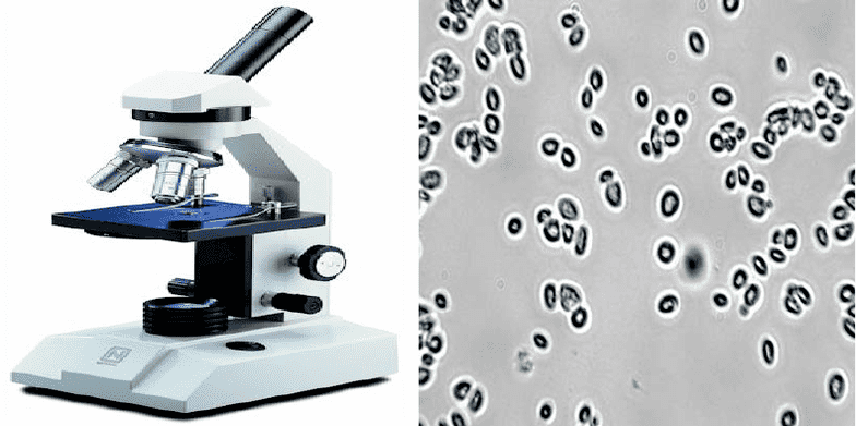 Chapter all: Visualizing the Cell - OneClass