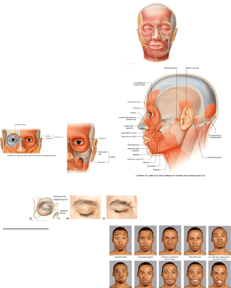 HUBS1107 Lecture Notes - Spring 2017, Lecture 1 - Orbicularis Oculi ...